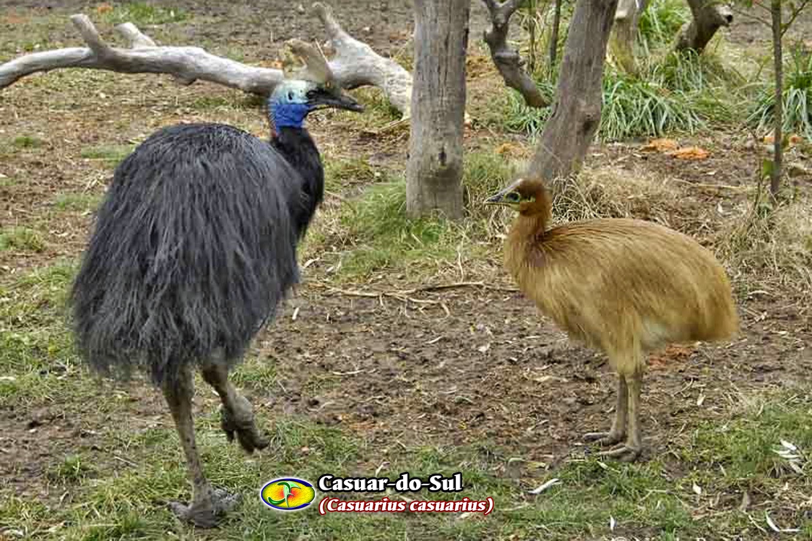 ORNITOLOGIA: Casuar-do-Sul (Casuarius casuarius)